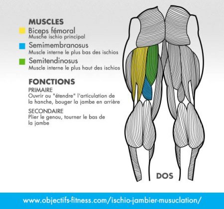 Ischio jambier : 3 exercices pour bien les muscler +BONUS